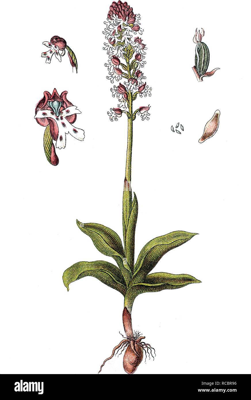 Burnt Orchid (Orchis ustulata), medicinal plant, useful plant ...