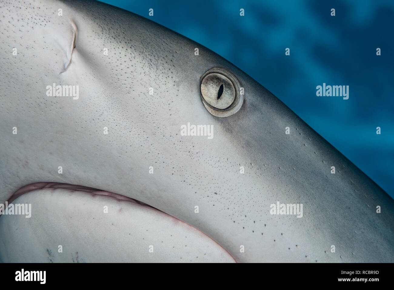 Shark scales hi-res stock photography and images - Alamy