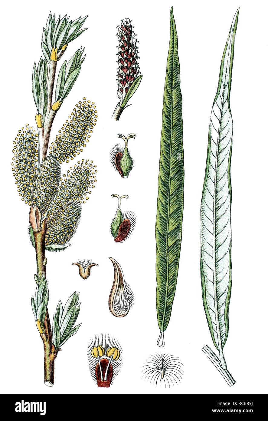 Common Osier or Basket Willow (Salix viminalis), medicinal plant ...