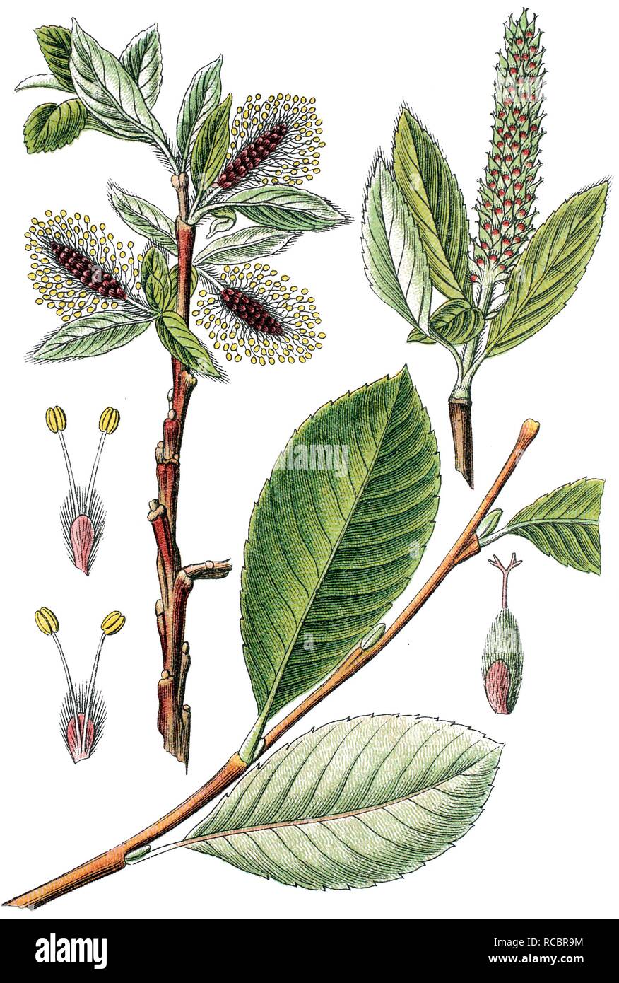 Stemwood (Salix glabra Scop.), medicinal plant, useful plant ...