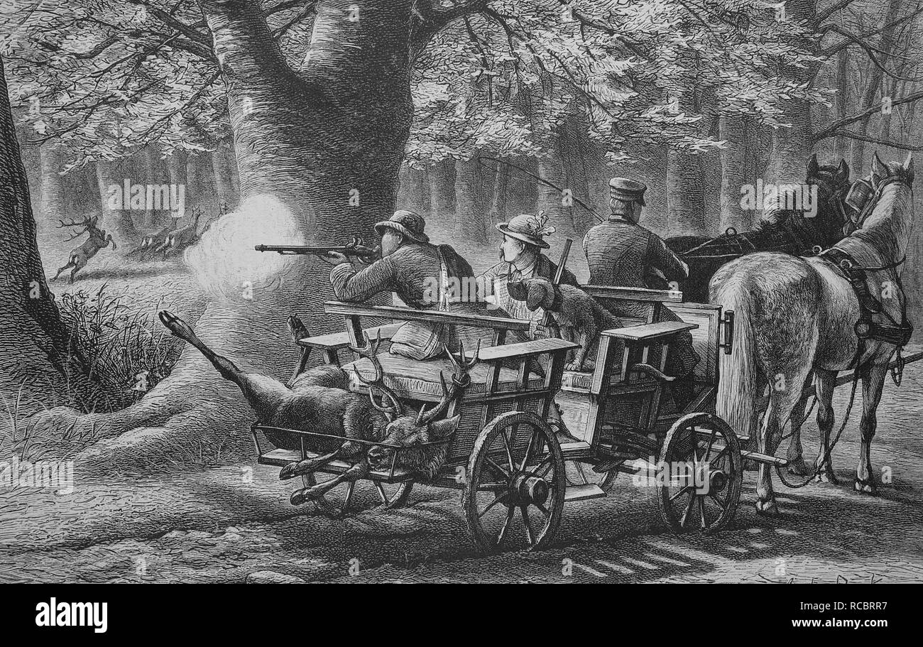 Game drive, historical engraving, 1883 Stock Photo - Alamy