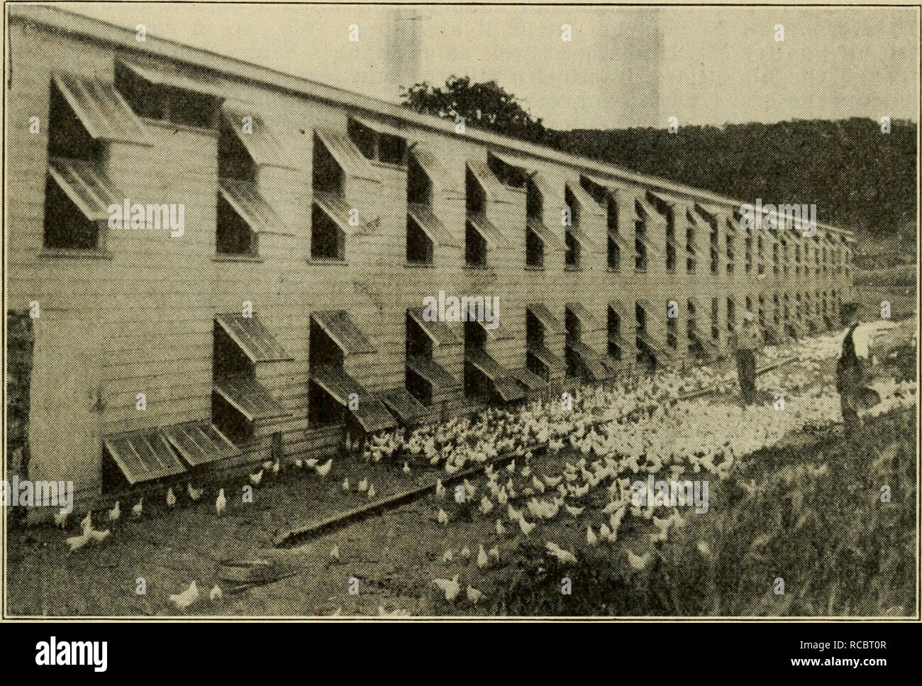 . Dollars and sense in the poultry business ... Poultry industry ...