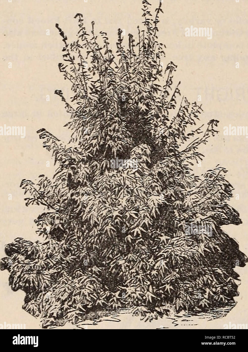 Deeply dissected foliage hi-res stock photography and images - Alamy