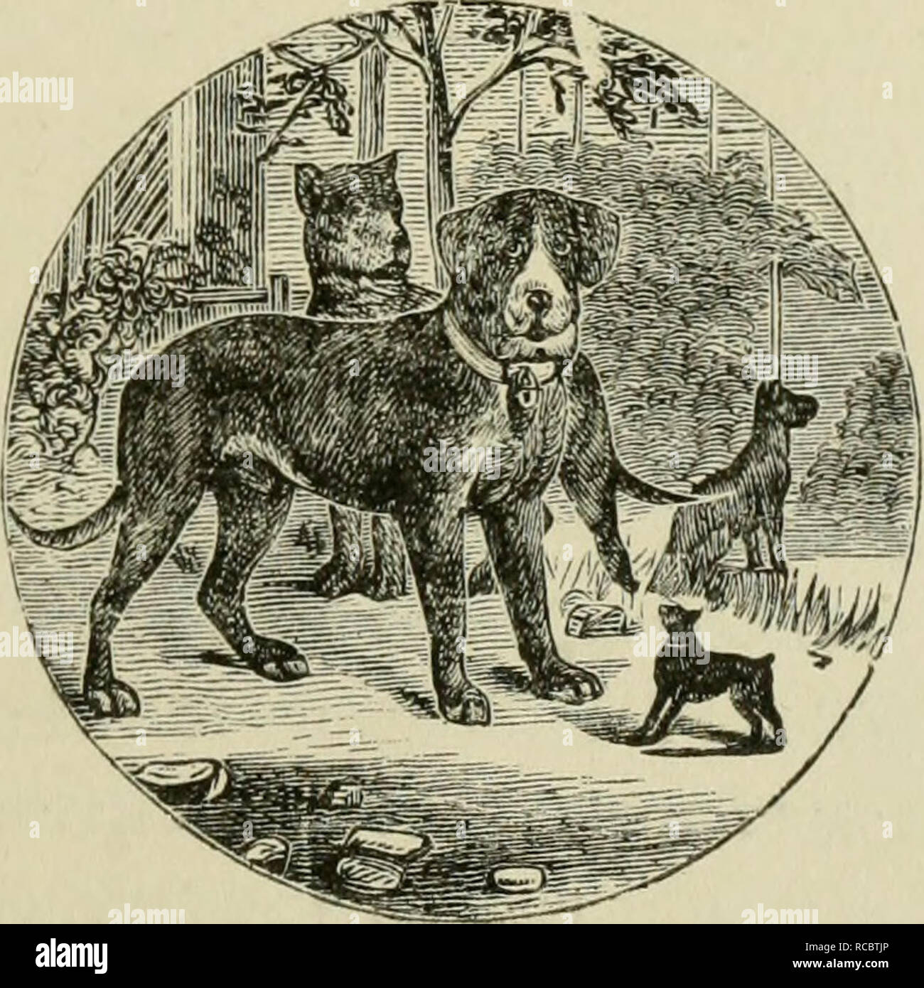 How Much Iron Can You Give A Dog