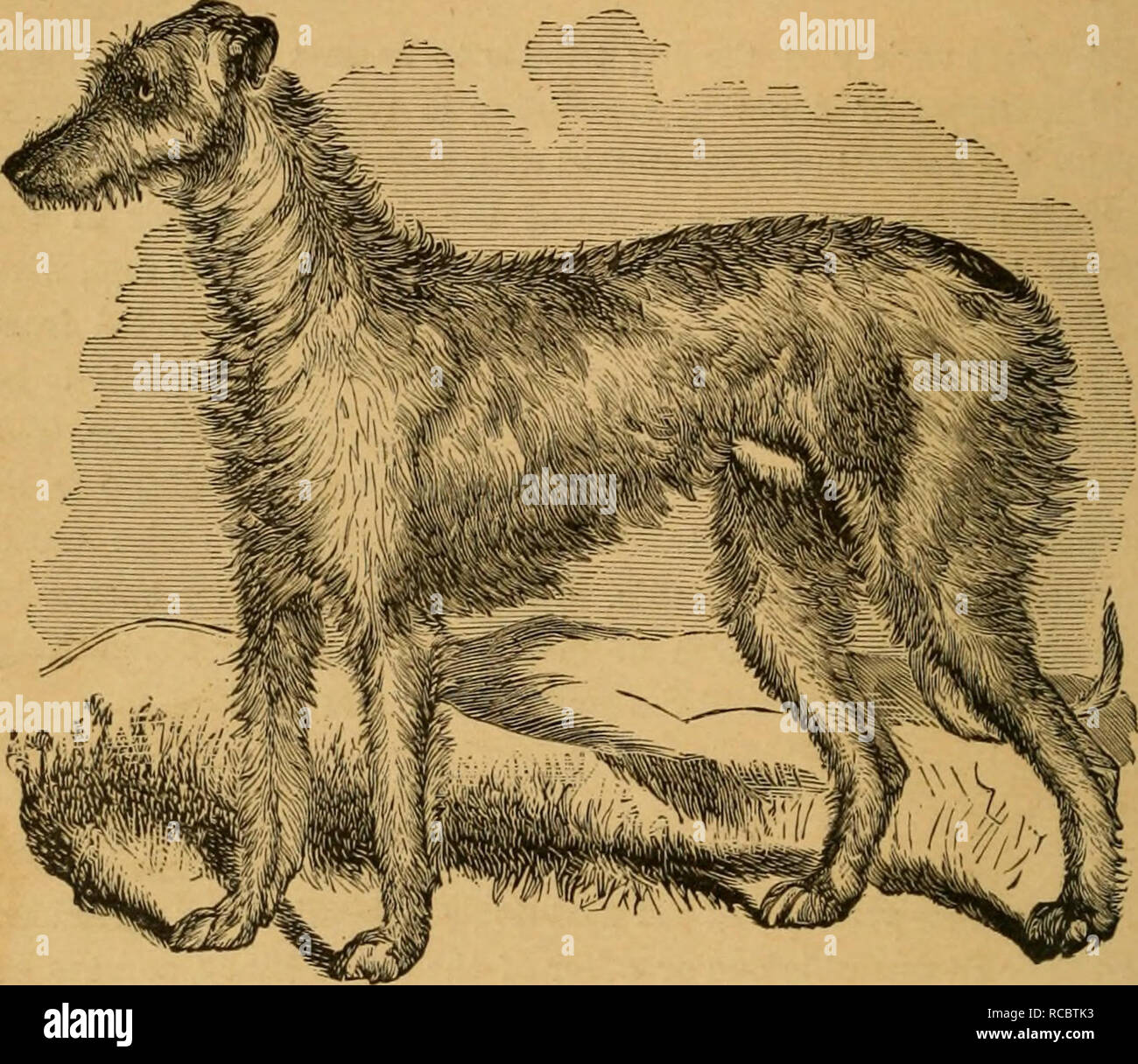 Old english wolf hunting hi-res stock photography and images - Alamy