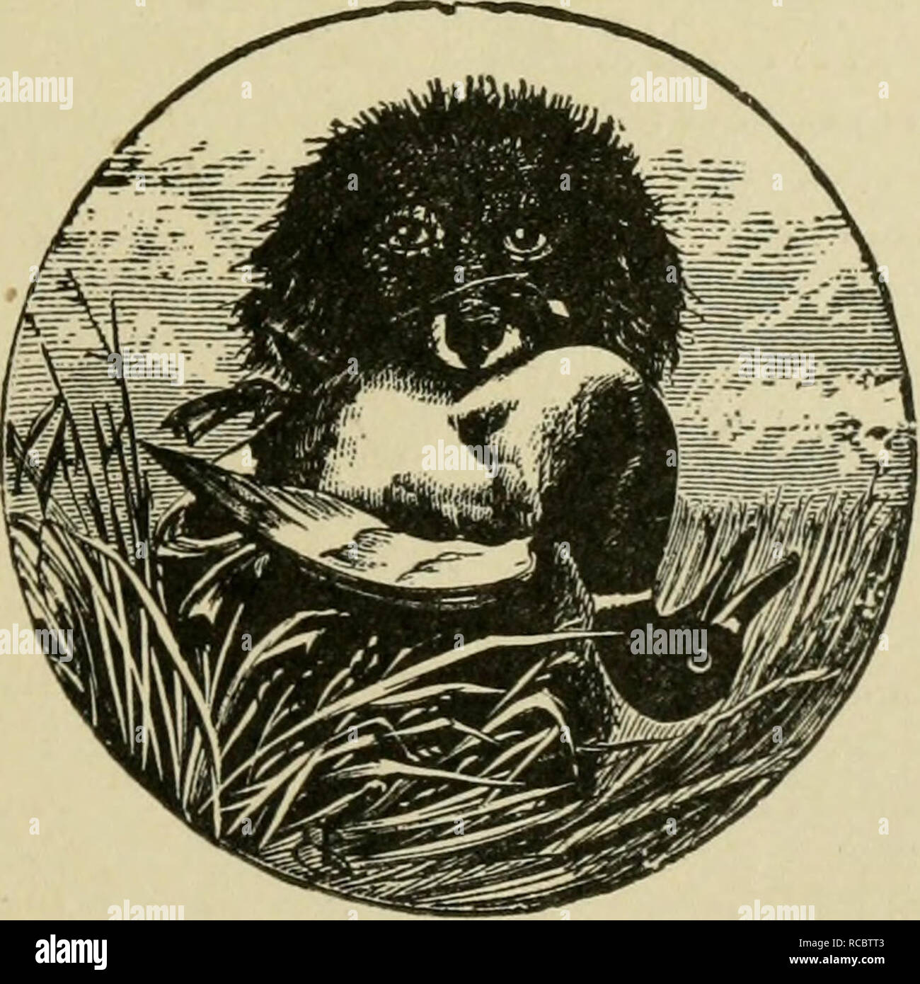 . The dogs of Great Britain, America, and other countries. Dog. [from ...