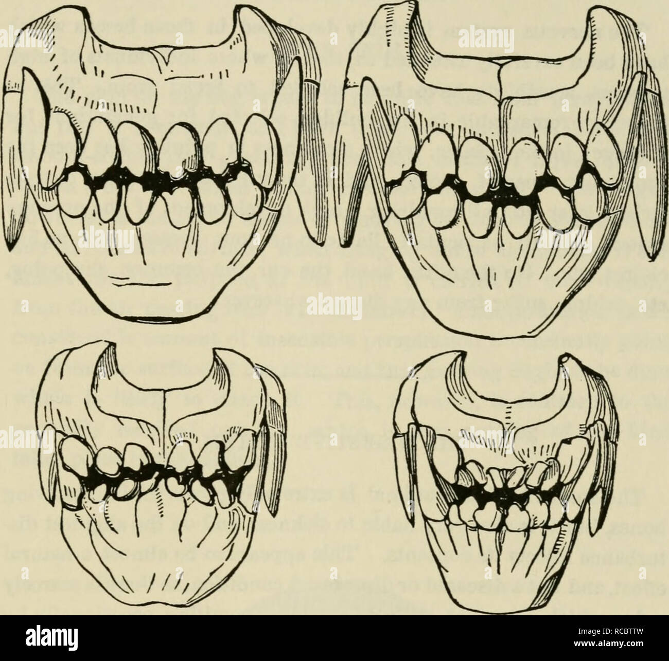 Why Do Some Dogs Have Five Toes