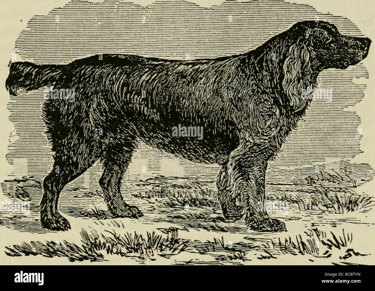 Are Dogs Allowed At The Broad