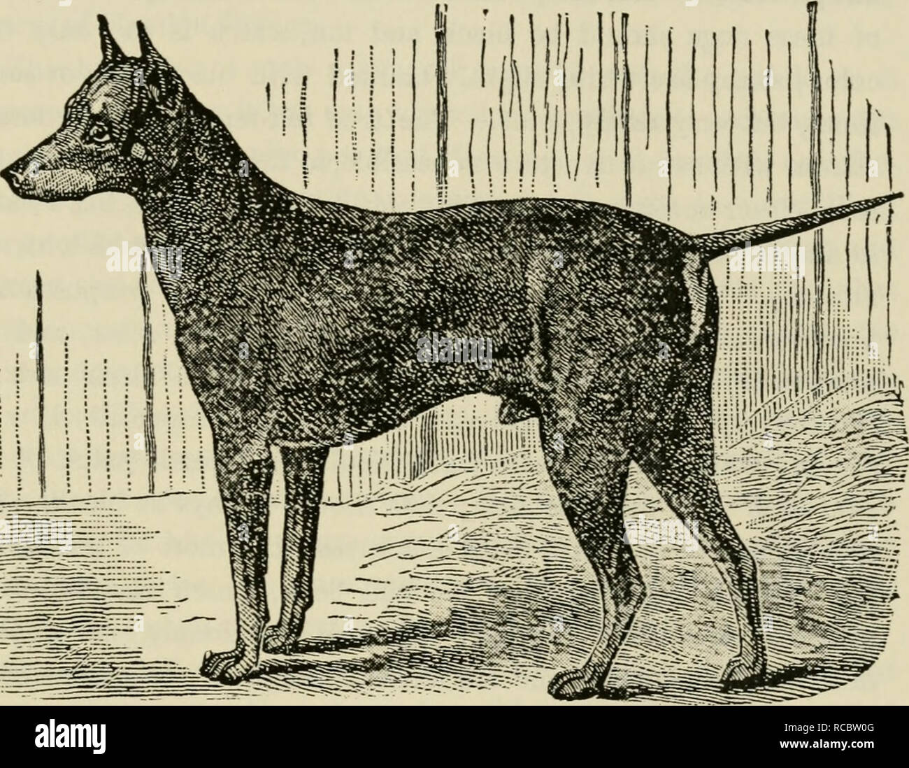 What Was The First Dog In America