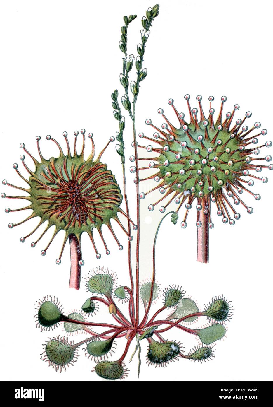 Drosera drawing hi-res stock photography and images - Alamy