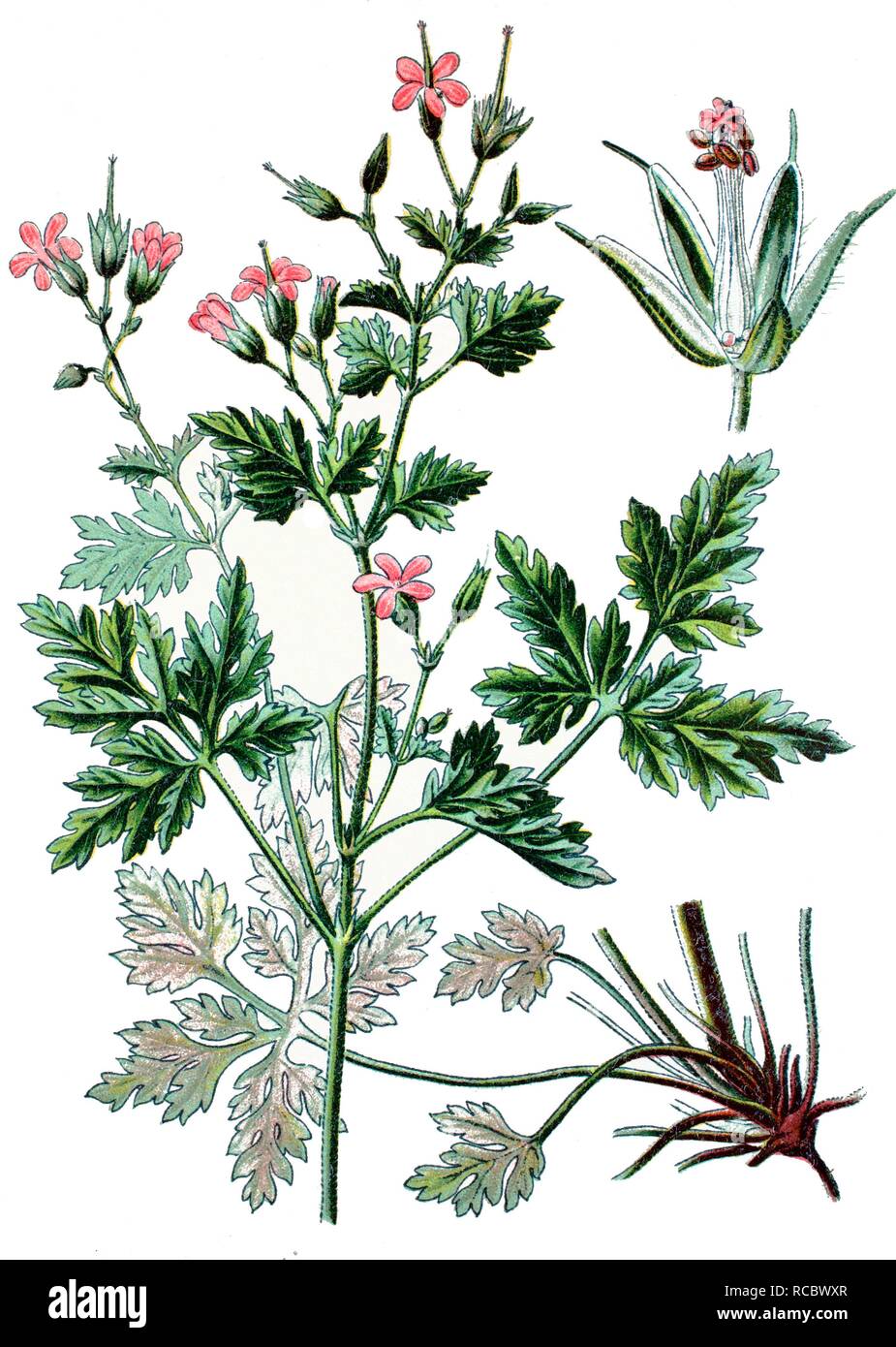 Geranium drawing hi-res stock photography and images - Alamy