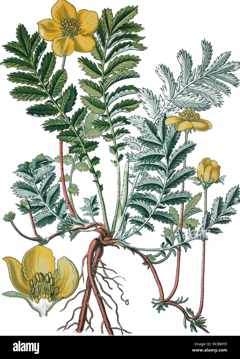 Common Silverweed (Potentilla anserina), a medicinal plant, historical ...