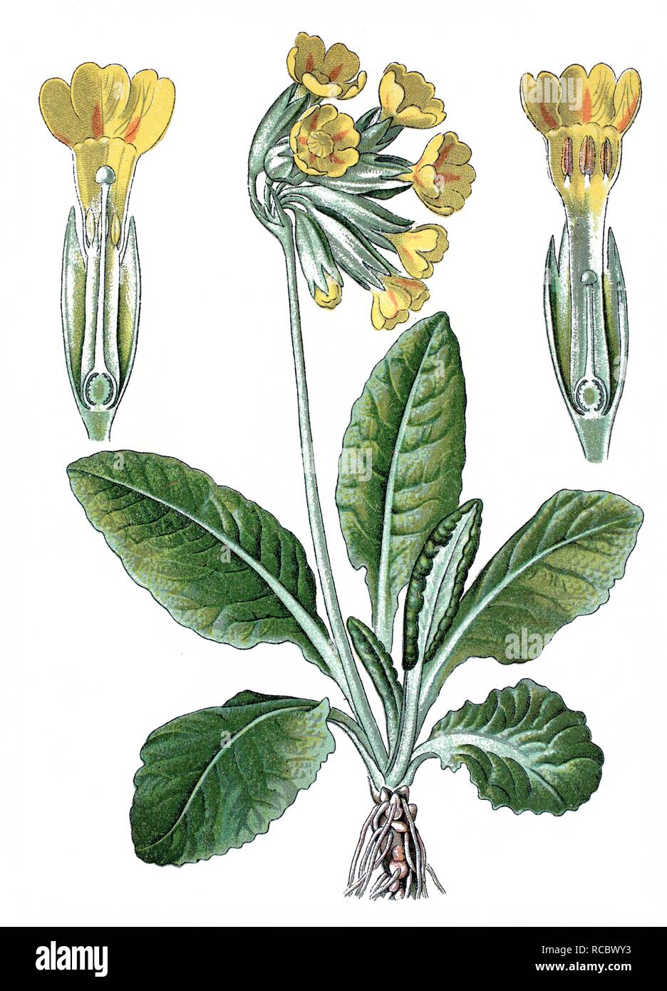 Cowslip (Primula officinalis), a medicinal plant, historical ...