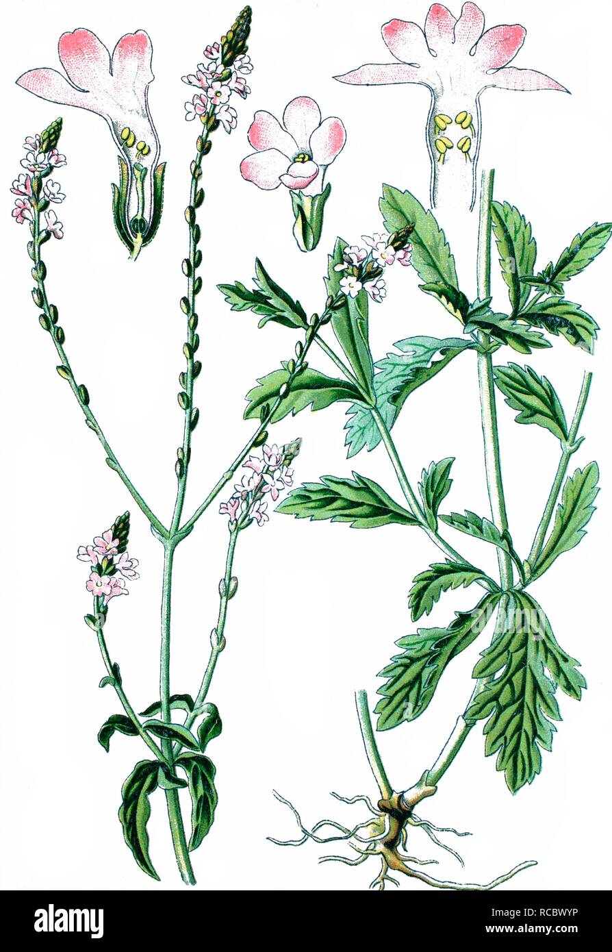 Common Vervain or Common Verbena (Verbena officinalis), a medicinal ...