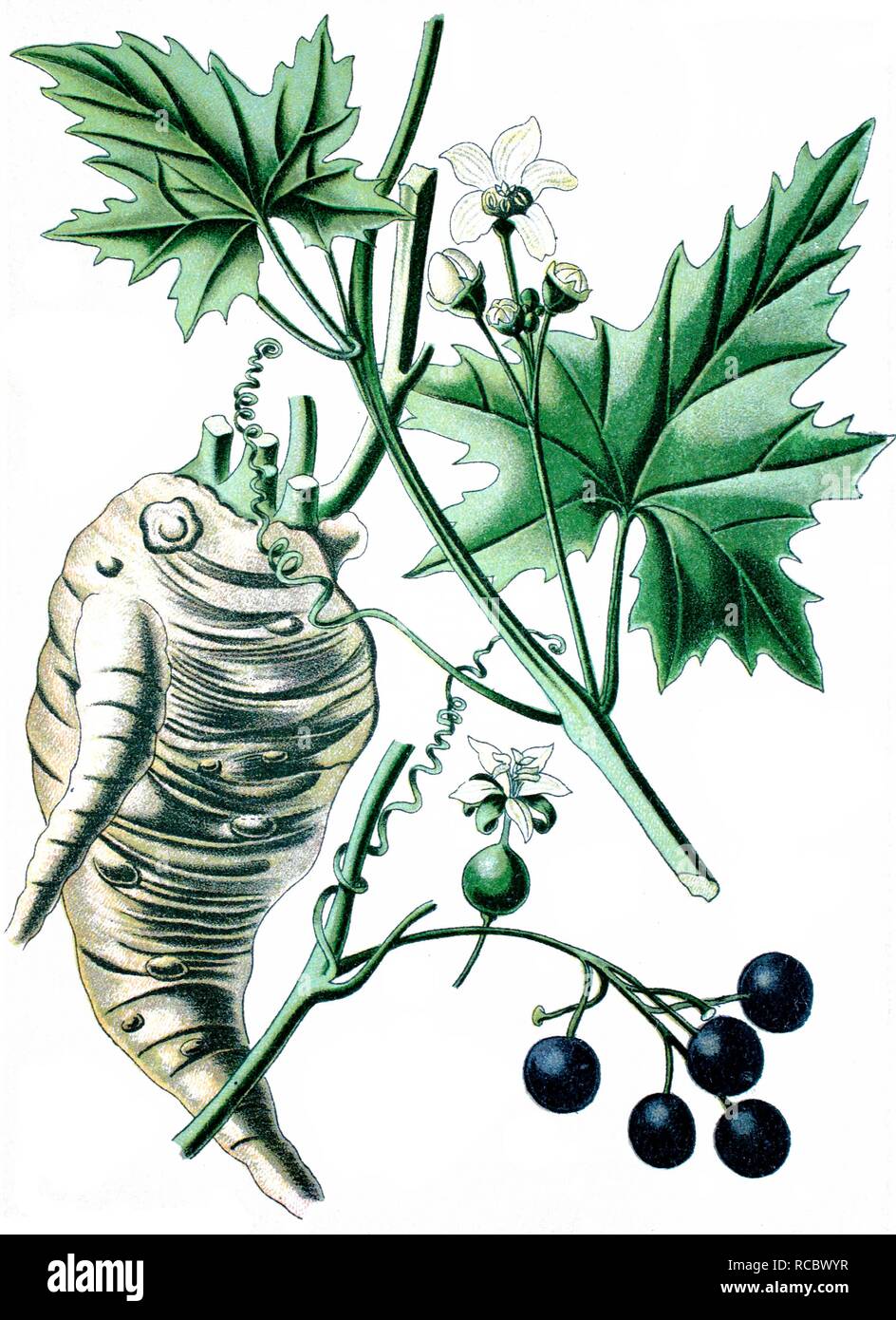 Bryony bryonia alba hi-res stock photography and images - Alamy