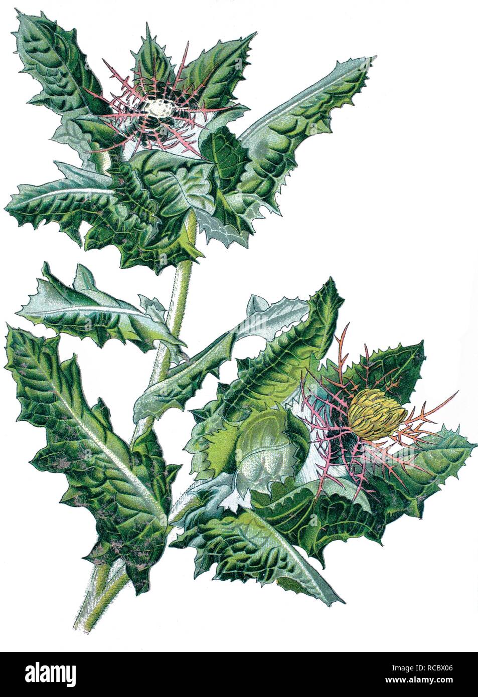 Benedict's Thistle or Blessed Thistle (Centaurea benedicta), a ...