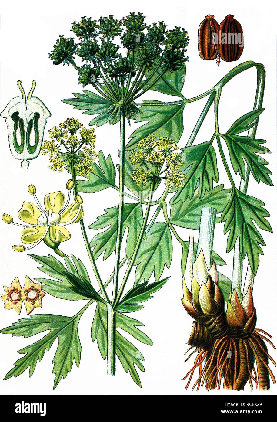 Lovage (Levisticum officinale), medicinal plant, historical ...