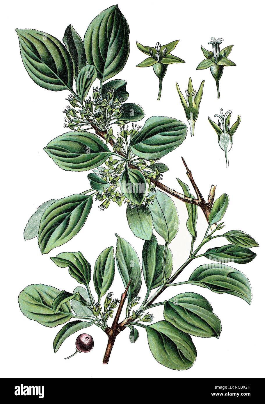Buckthorn (Rhamnus cathartica), crop, useful plant, medicinal plant ...