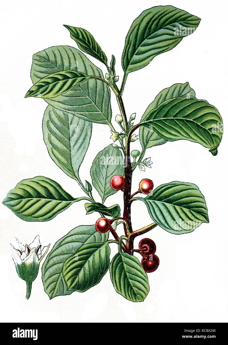 Alder Buckthorn (Rhamnus frangula), crop, useful plant, medicinal plant ...