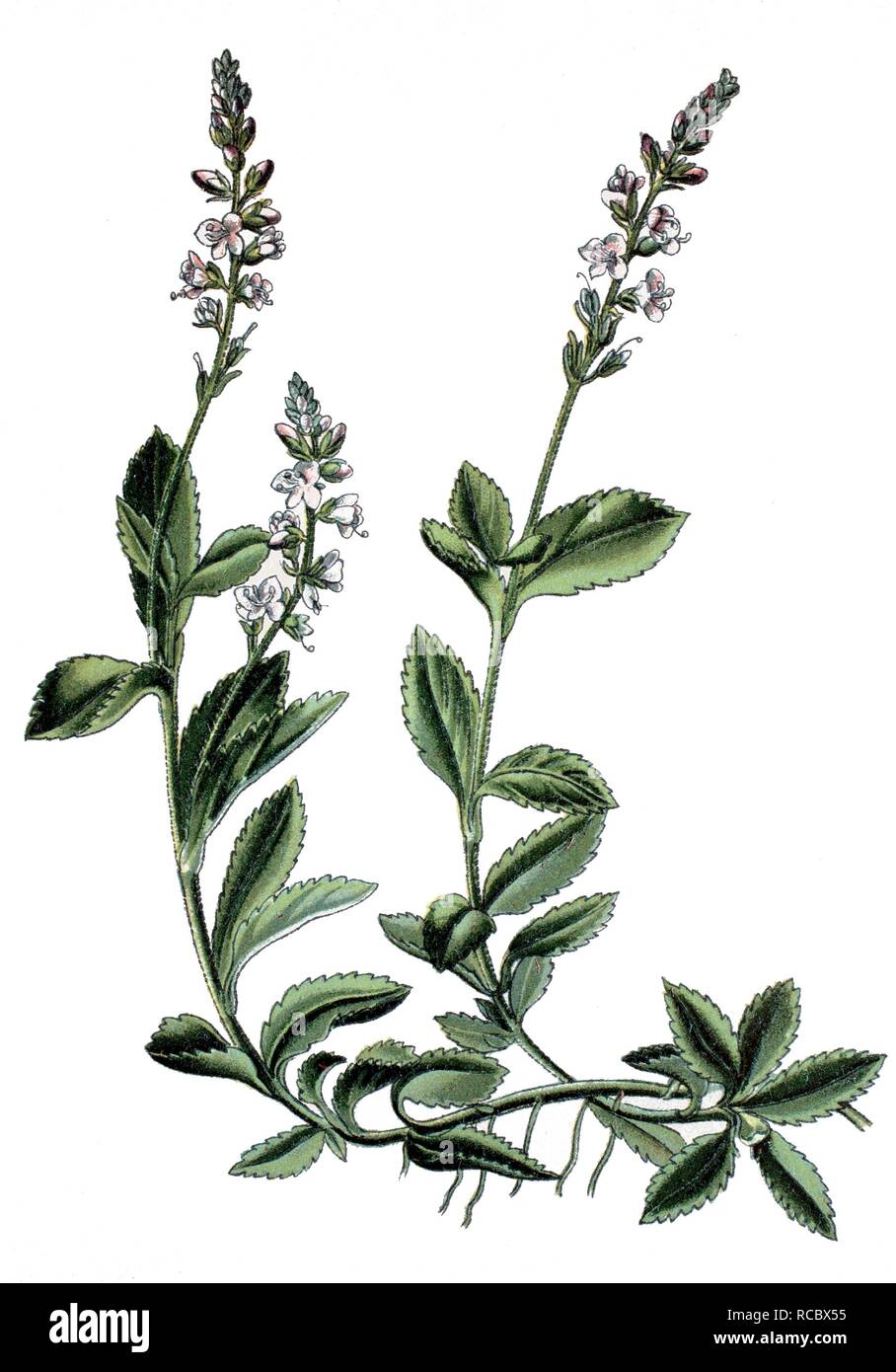 Heath Speedwell, Common Speedwell, Common Gypsyweed or Paul's Betony ...