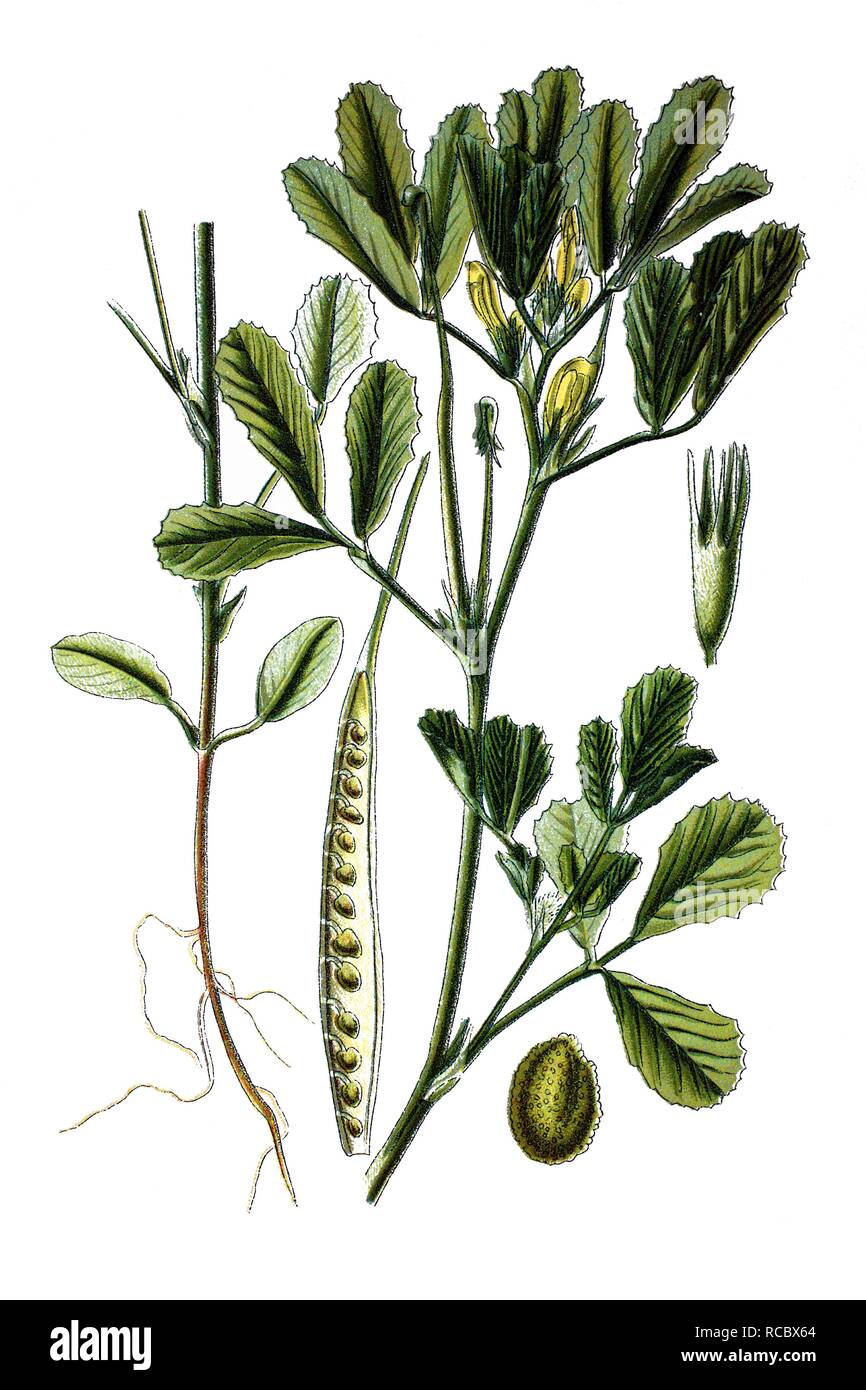 Fenugreek (Trigonella foenum-graecum), medicinal plant, historical ...