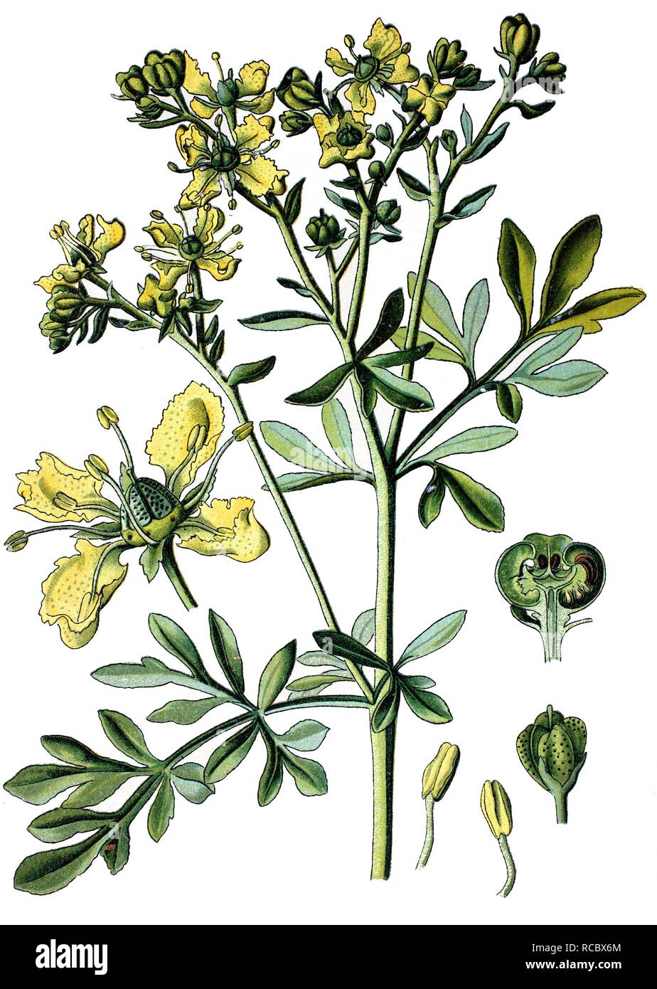 Common rue (Ruta graveolens), medicinal plant, historical ...