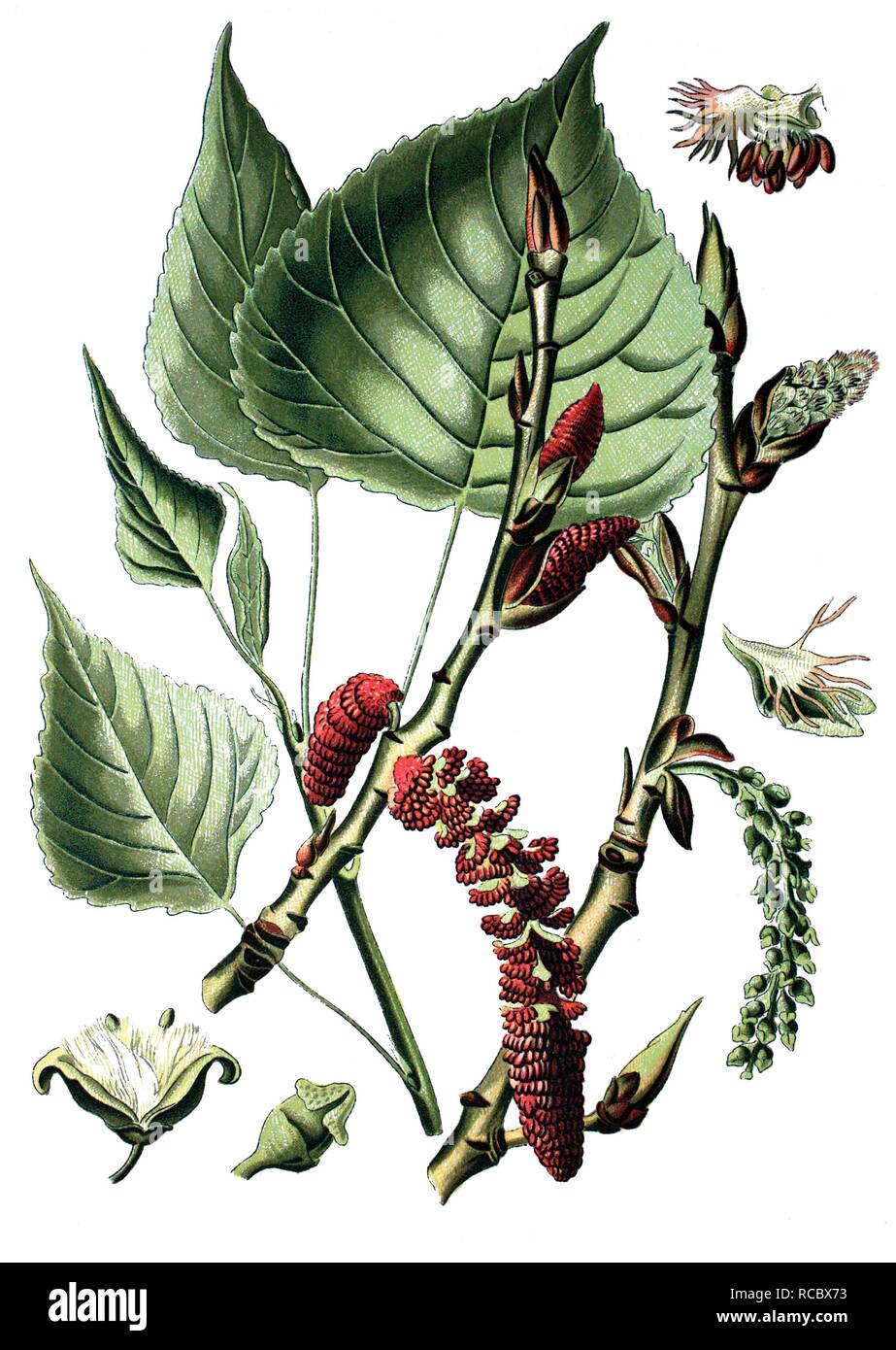 Black poplar (Populus nigra), medicinal plant, historical ...