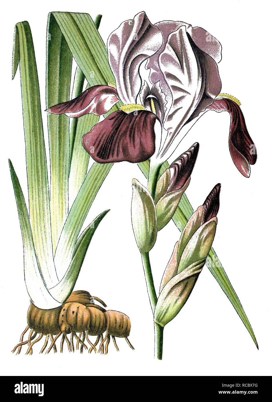German iris (Iris germanica), medicinal plant, historical ...