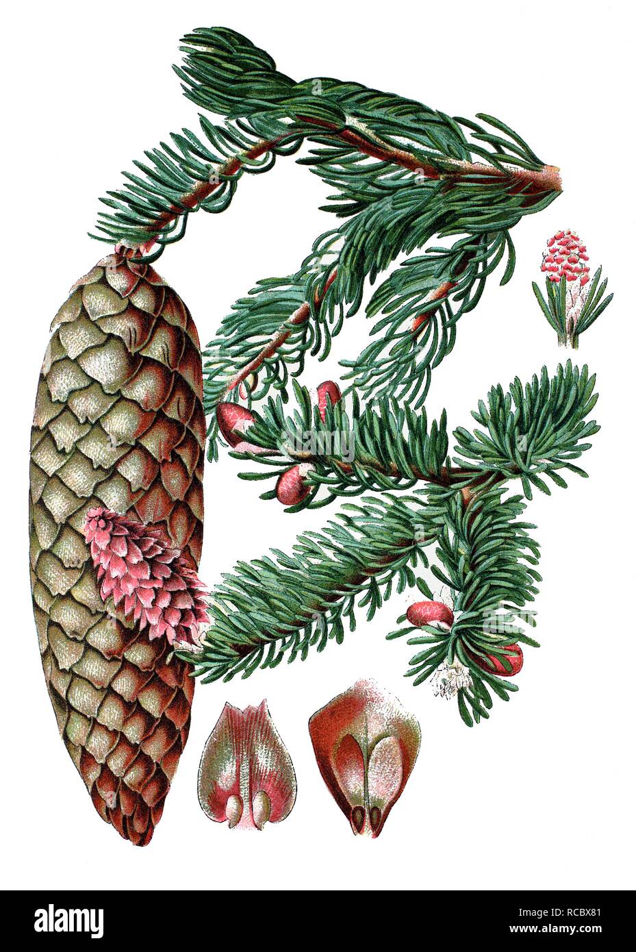 Picea abies illustration hi-res stock photography and images - Alamy