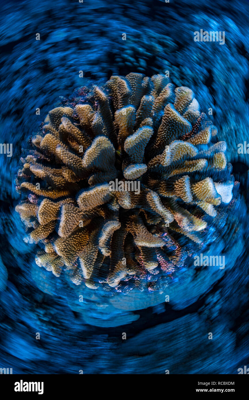 A coral head with a spin Stock Photo - Alamy