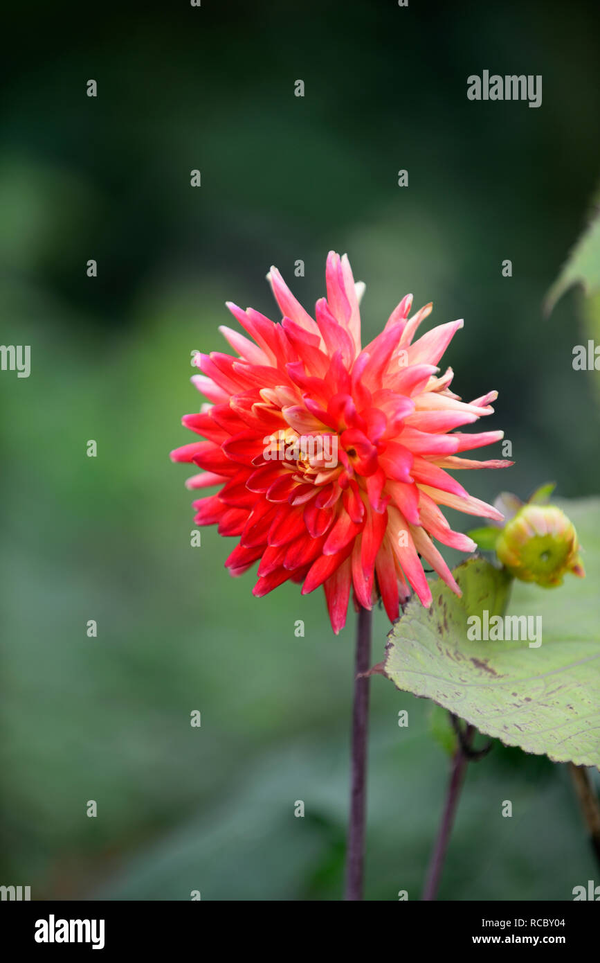 Dahlia Karma Bon Bini,bi-colored,red yellow flowers,flowering,cactus ...