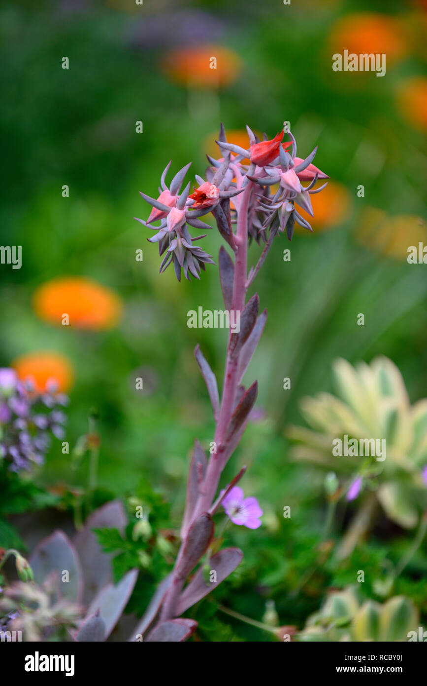 echeveria agavoides, succulent,succulents,flower,flowering spike,spikes ...