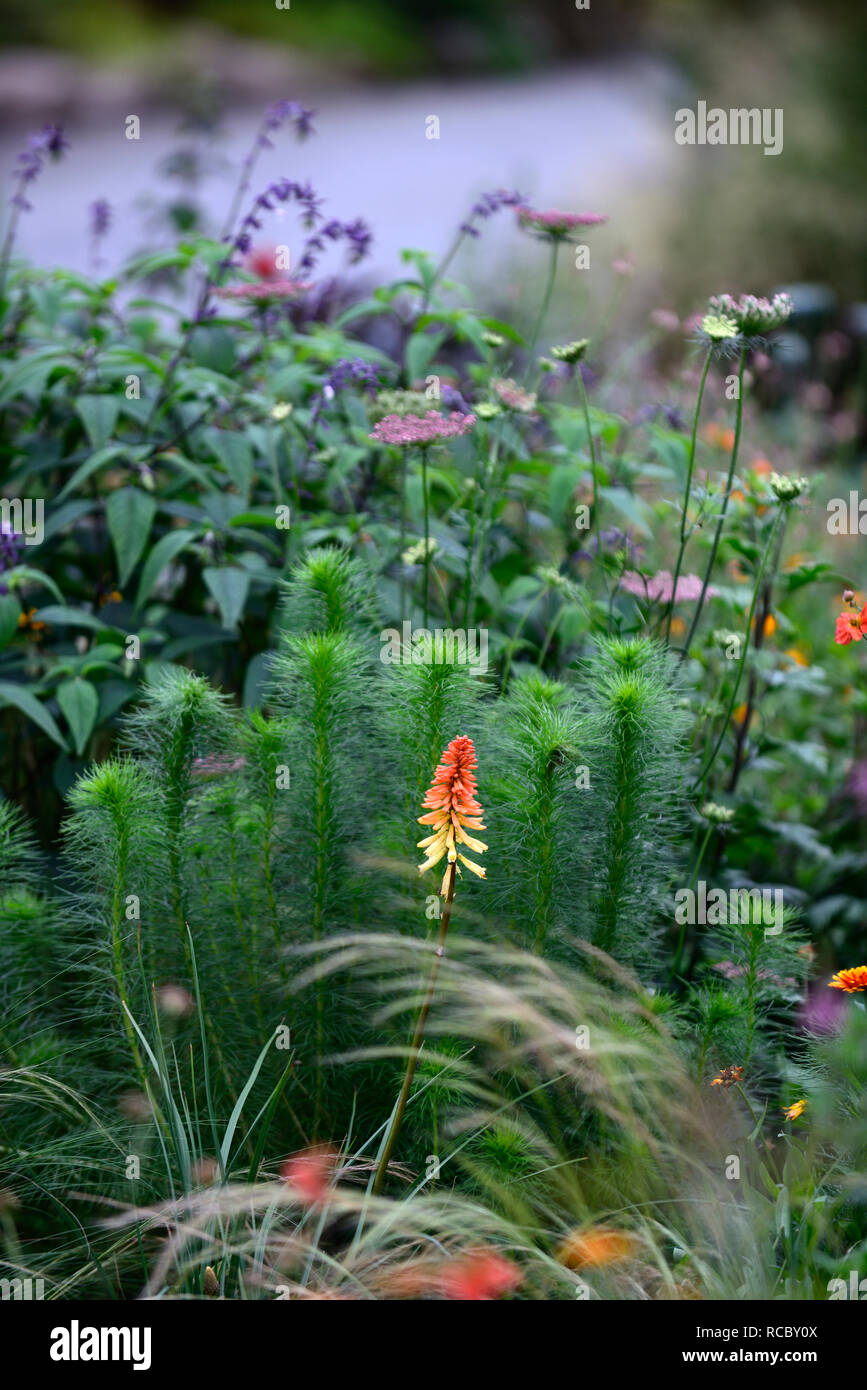 Kniphofia echo rojo,orange flowers,Inulanthera calva,foliage plant ...