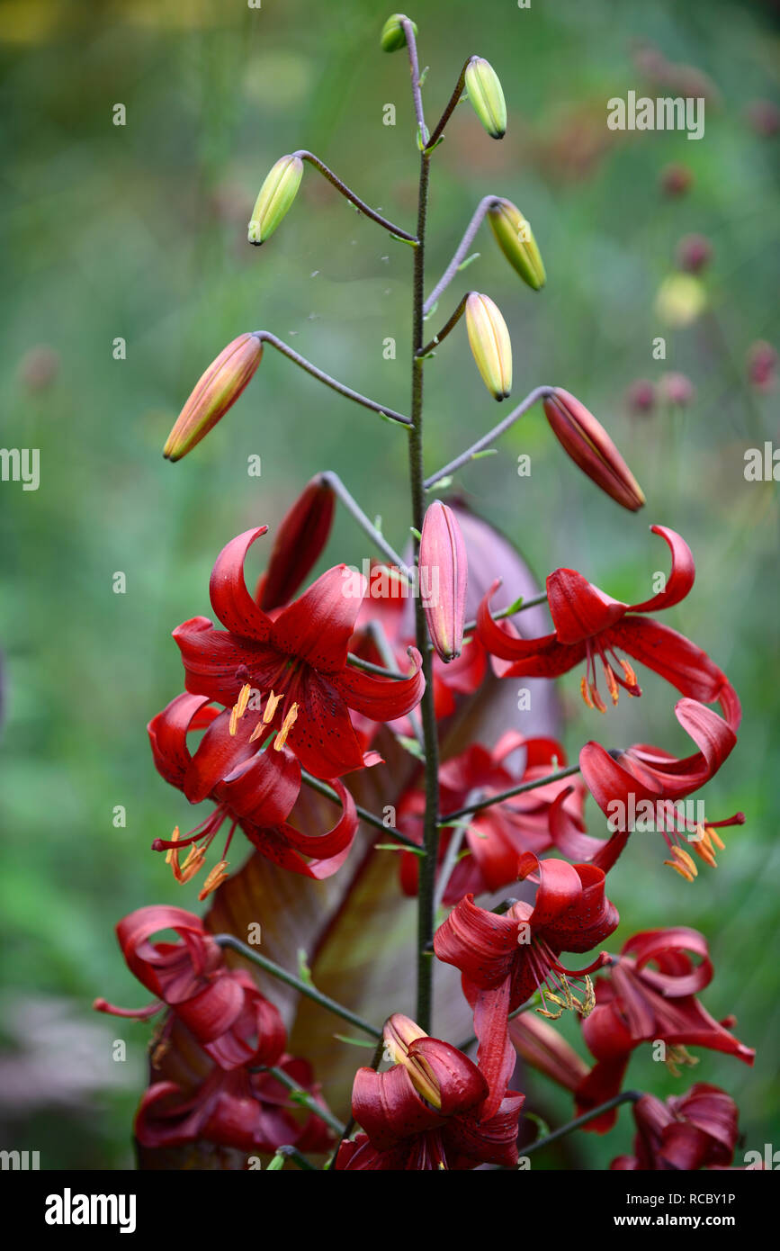 Red tiger hi-res stock photography and images - Alamy