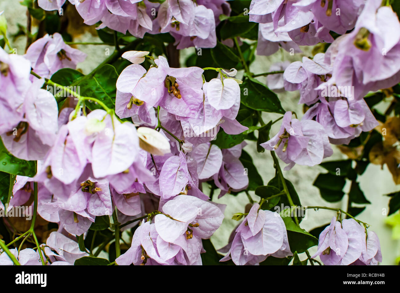 Blue leaves Greek tree Stock Photo - Alamy