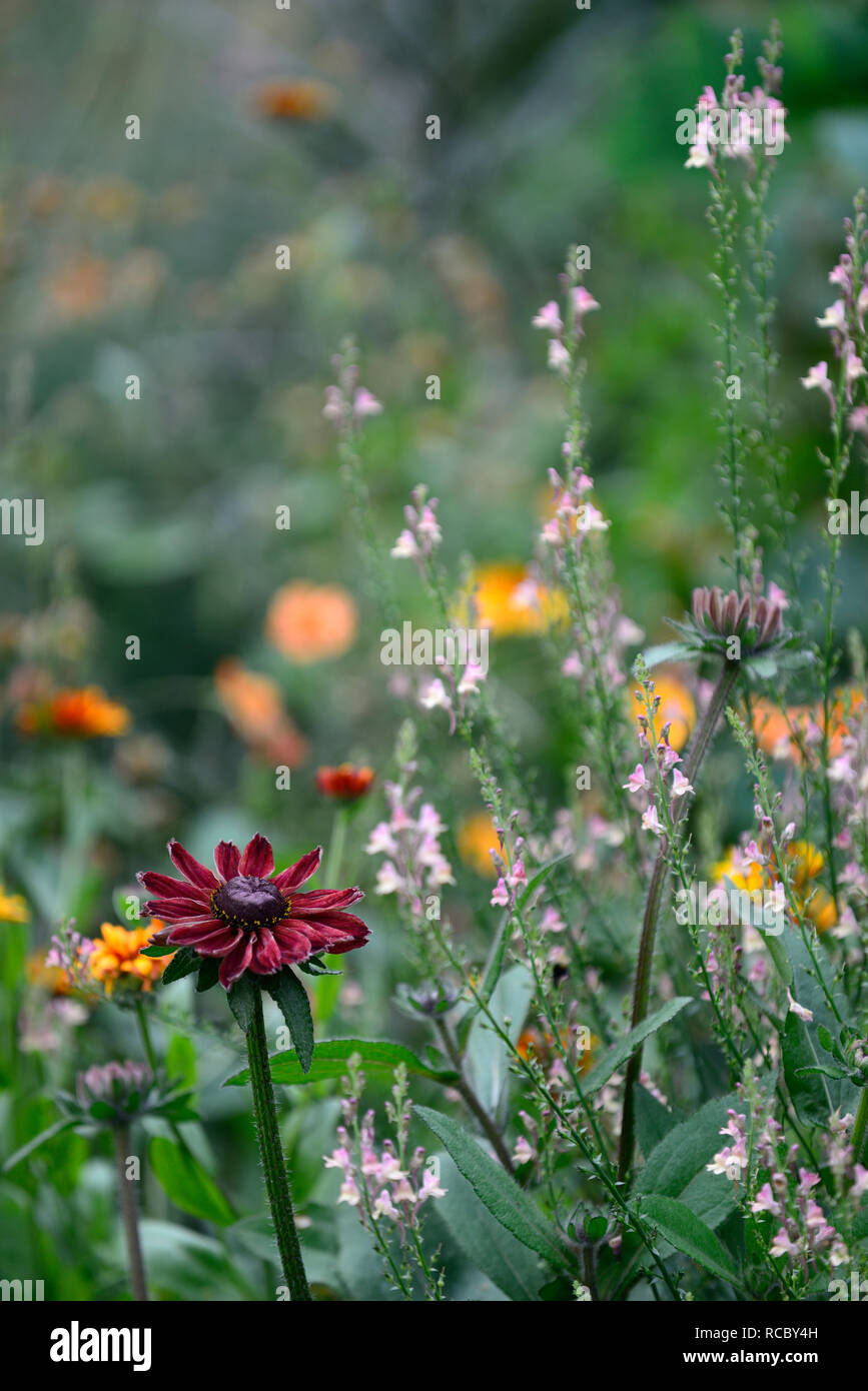Rudbeckia hirta cherry brandy,red,crimson flowers,Linaria Peachy ...