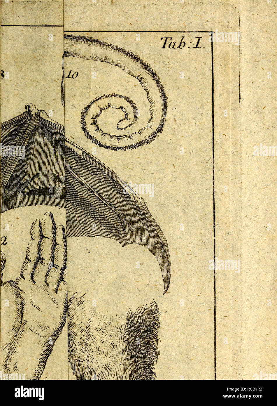 Johann friedrich blumenbach 1752 1840 hi-res stock photography and ...