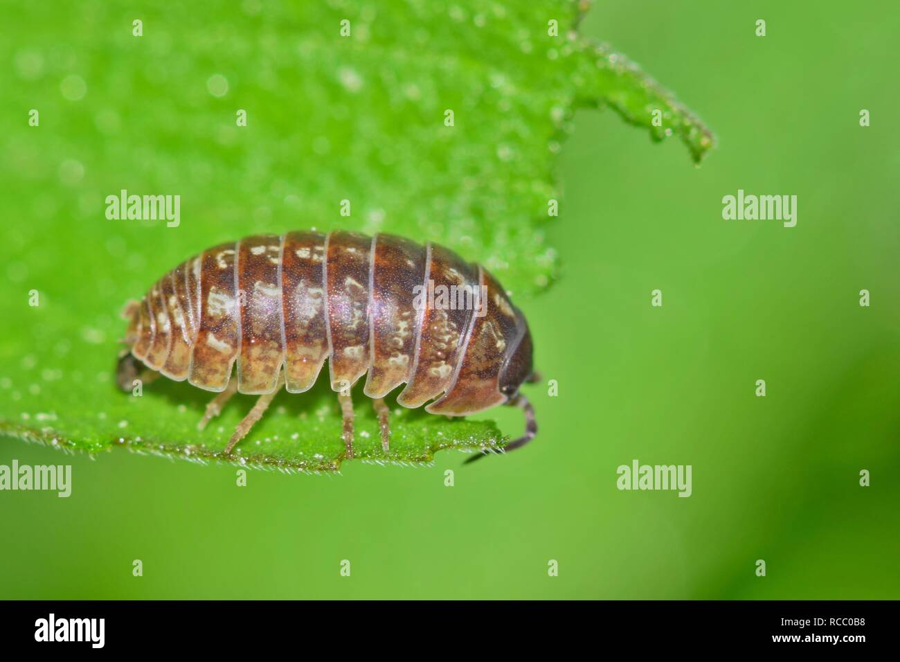 Roly poly bug hi-res stock photography and images - Alamy