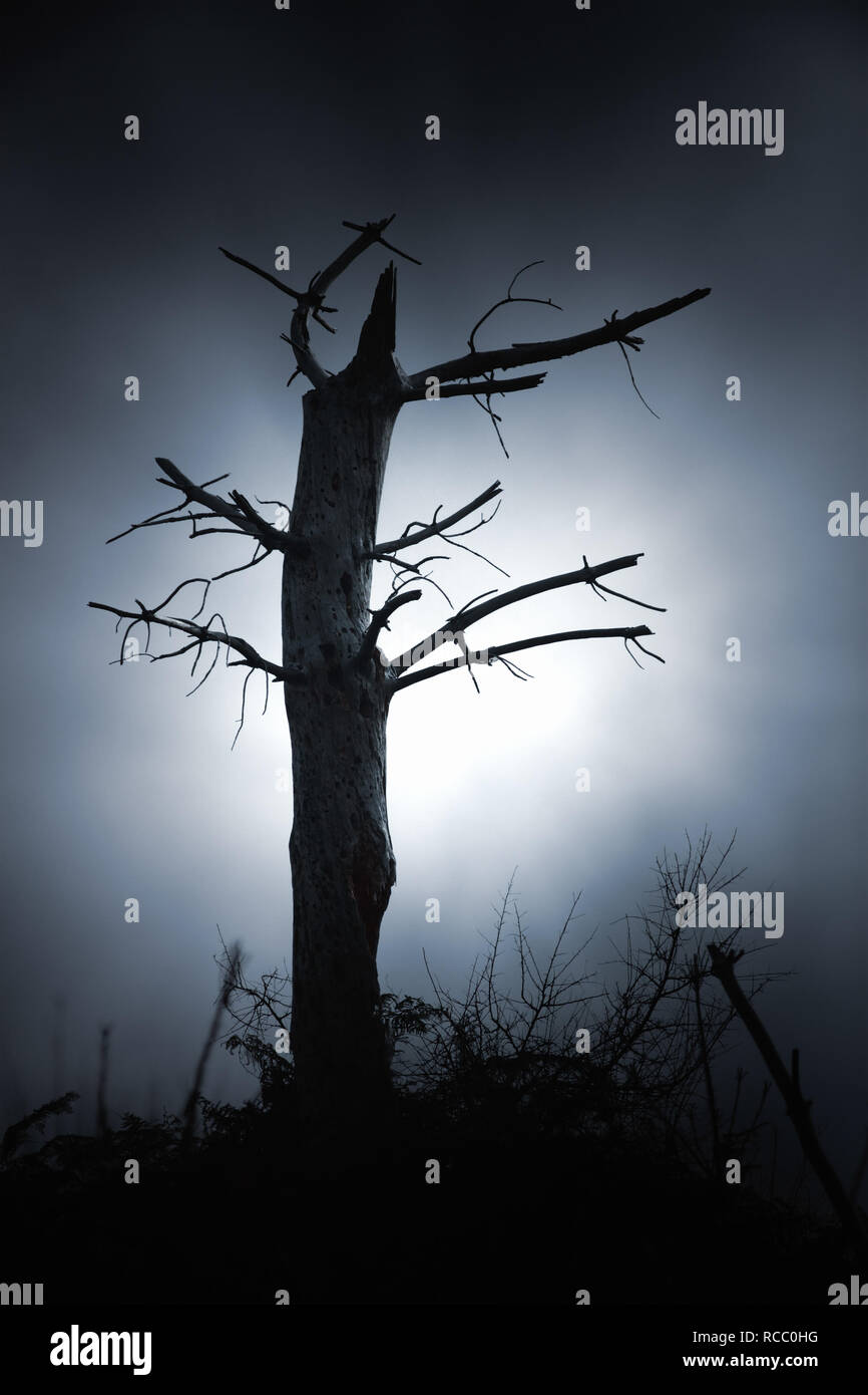 Dead tree with spooky branches Stock Photo - Alamy