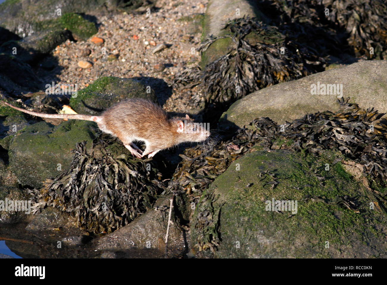 Douro River Rats: well adjusted, ie, good swimmers, fast and well ...