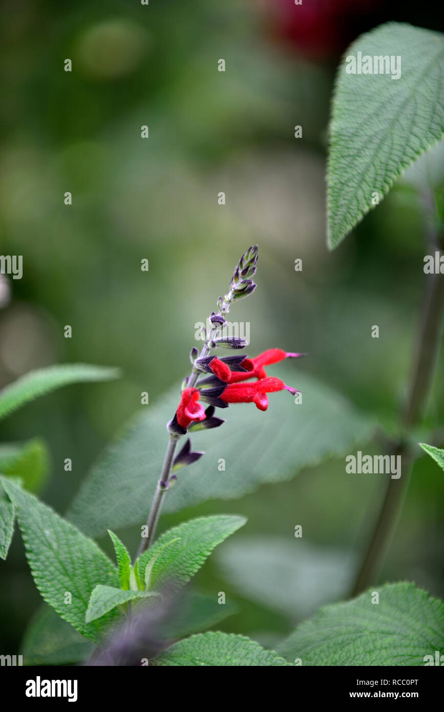 salvia Envy red form,salvias,red flower,flowers,flowering,hybrid ...