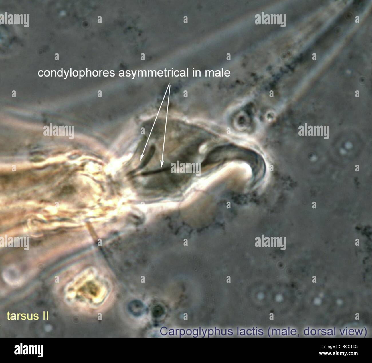 12-Carpoglyphus lactis Vladivostok male pretarsusII BF100 Stock Photo ...