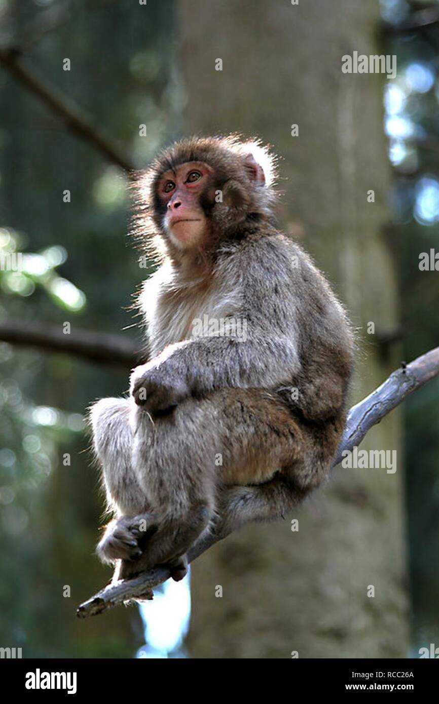 Affe am Ast Stock Photo - Alamy
