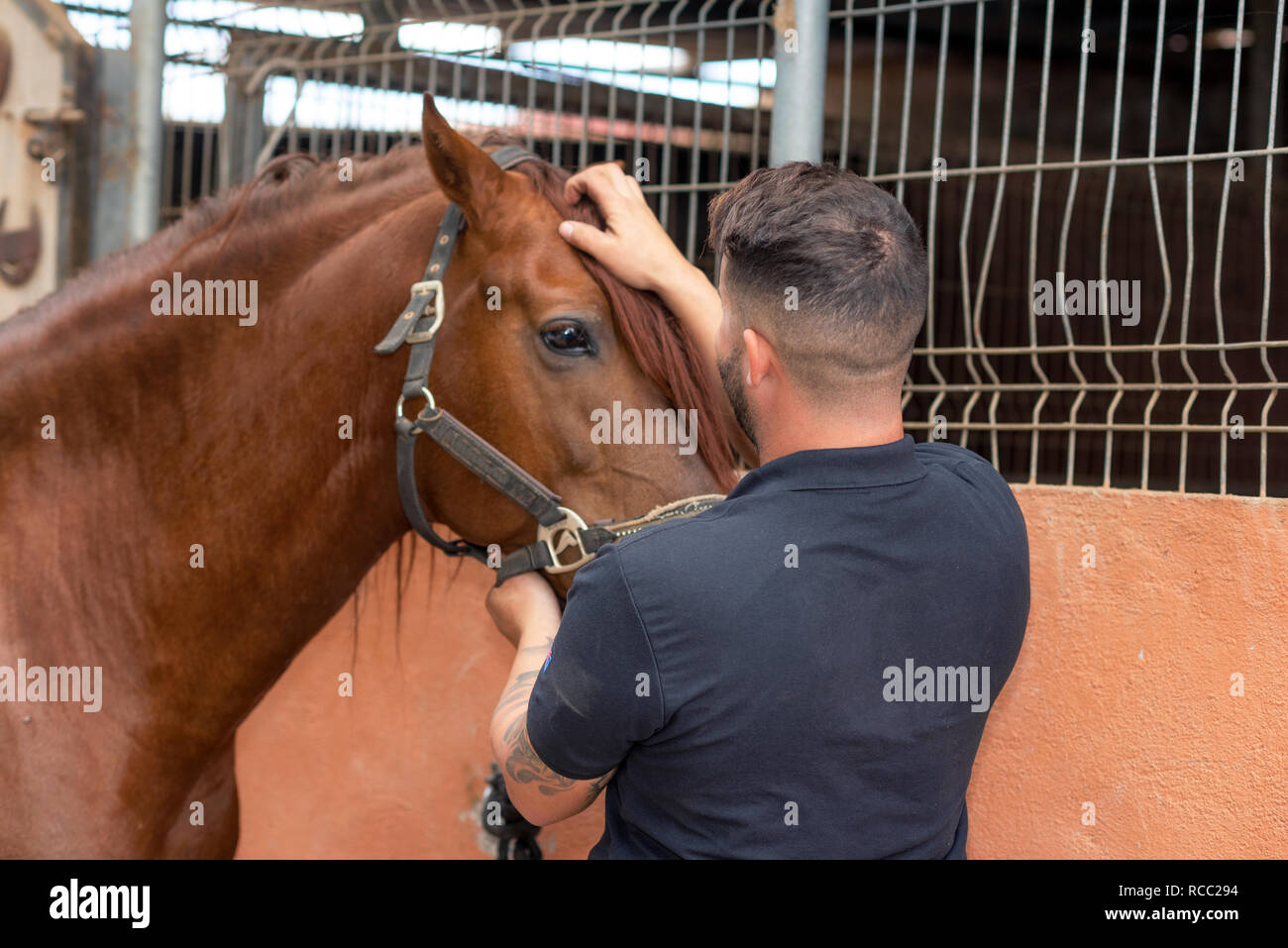 Young man beautiful black stallion hi-res stock photography and images ...