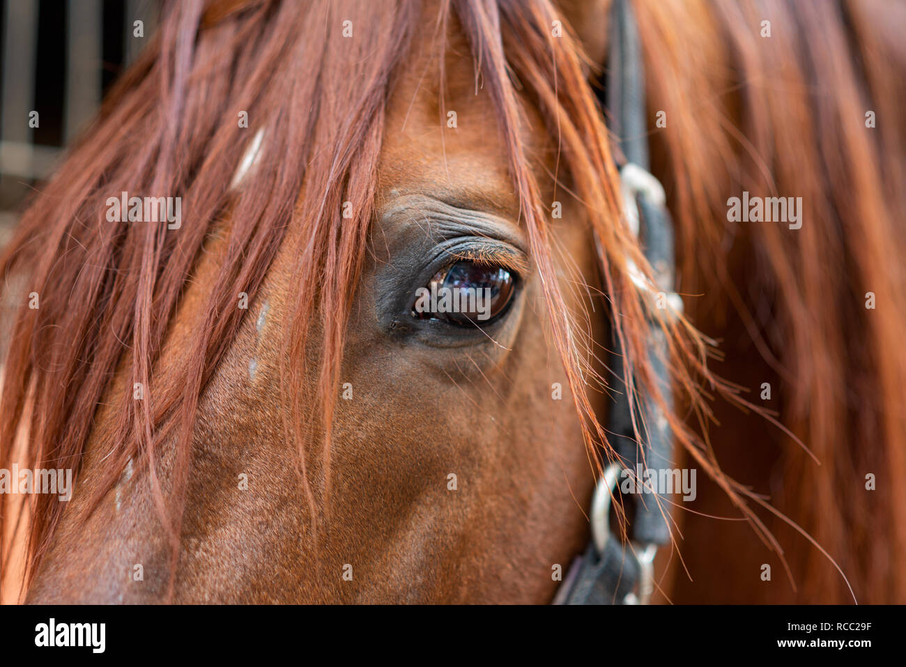 White horse closeup eye bridle hi-res stock photography and images - Alamy