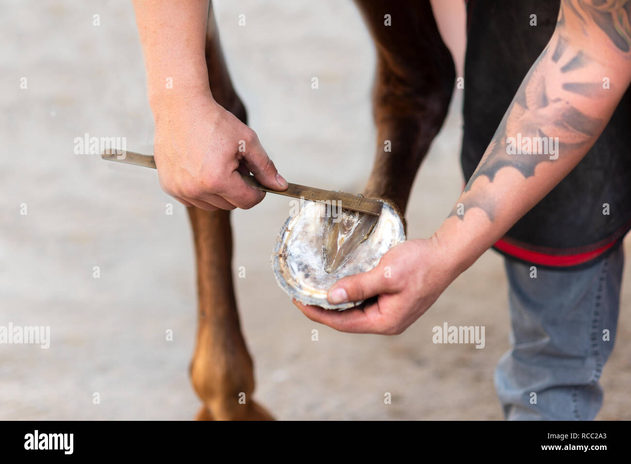 Farrier at work on the horses hoof Stock Photo - Alamy