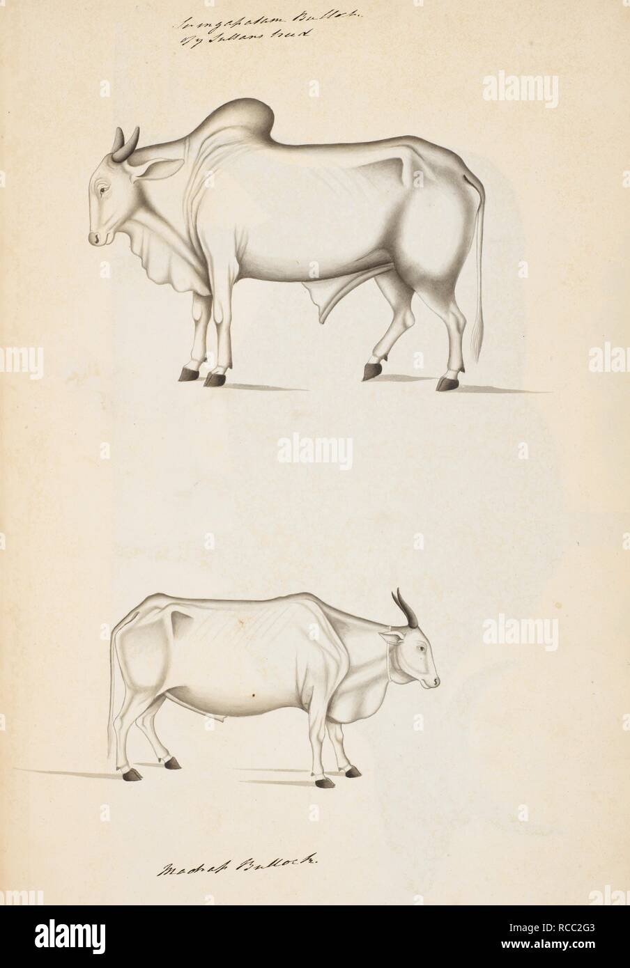 Zebu Colors High Resolution Stock Photography and Images - Alamy