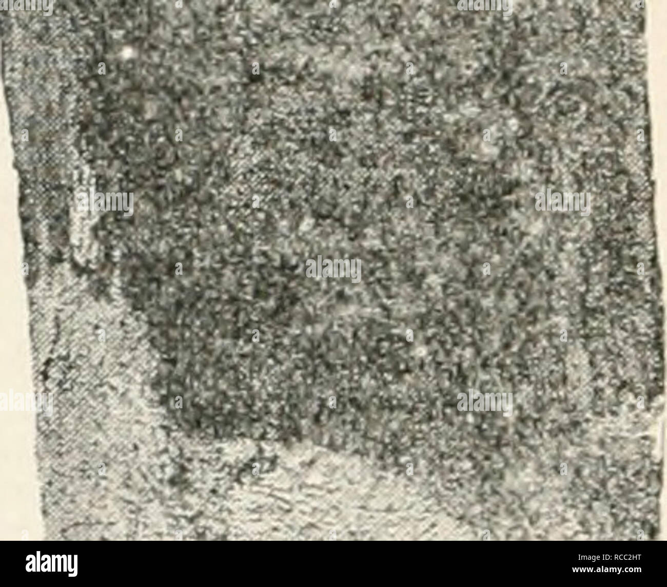Hymenial layer hi-res stock photography and images - Alamy