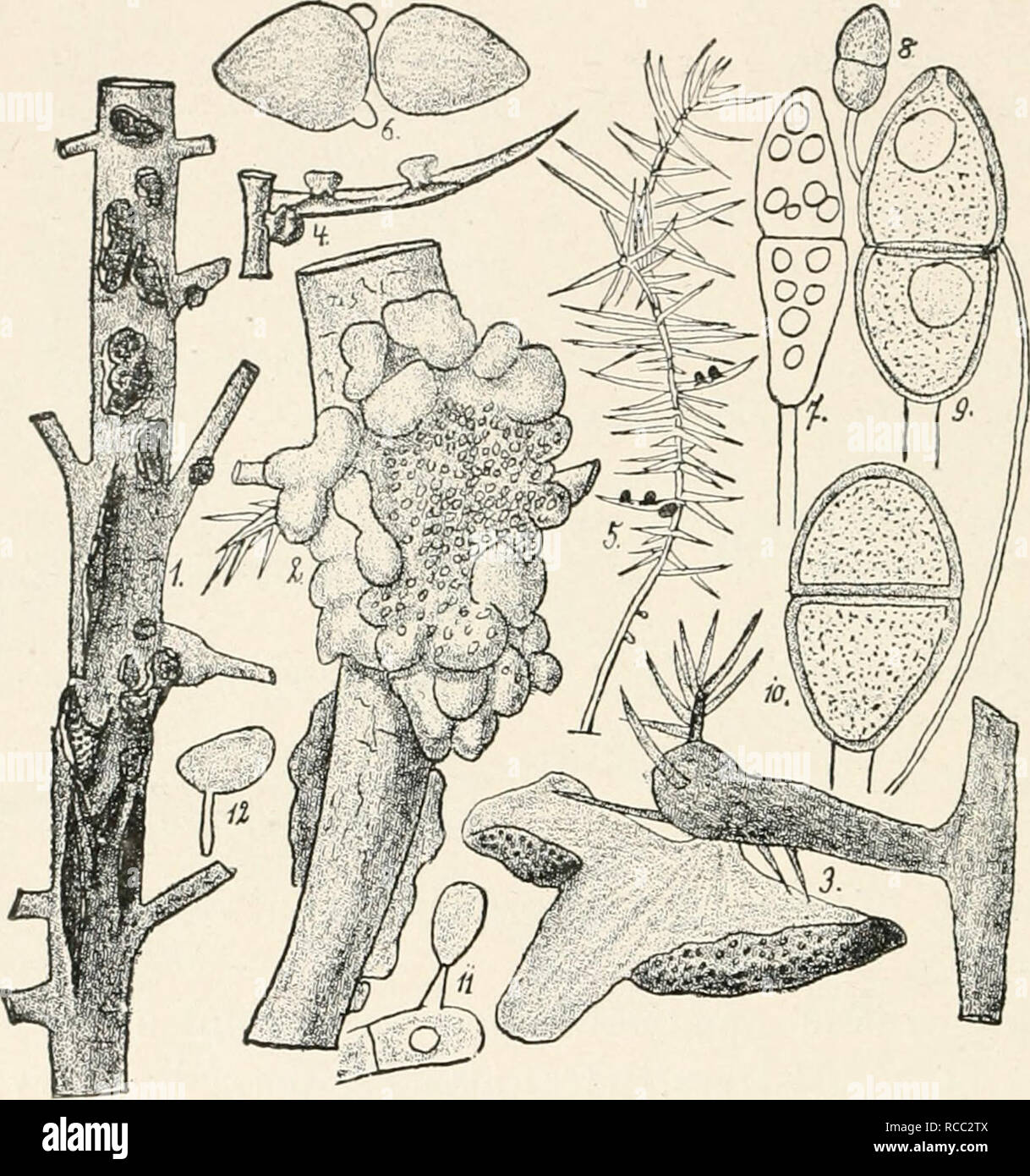 . Diseases of plants induced by cryptogamuc parasites; introduction to ...