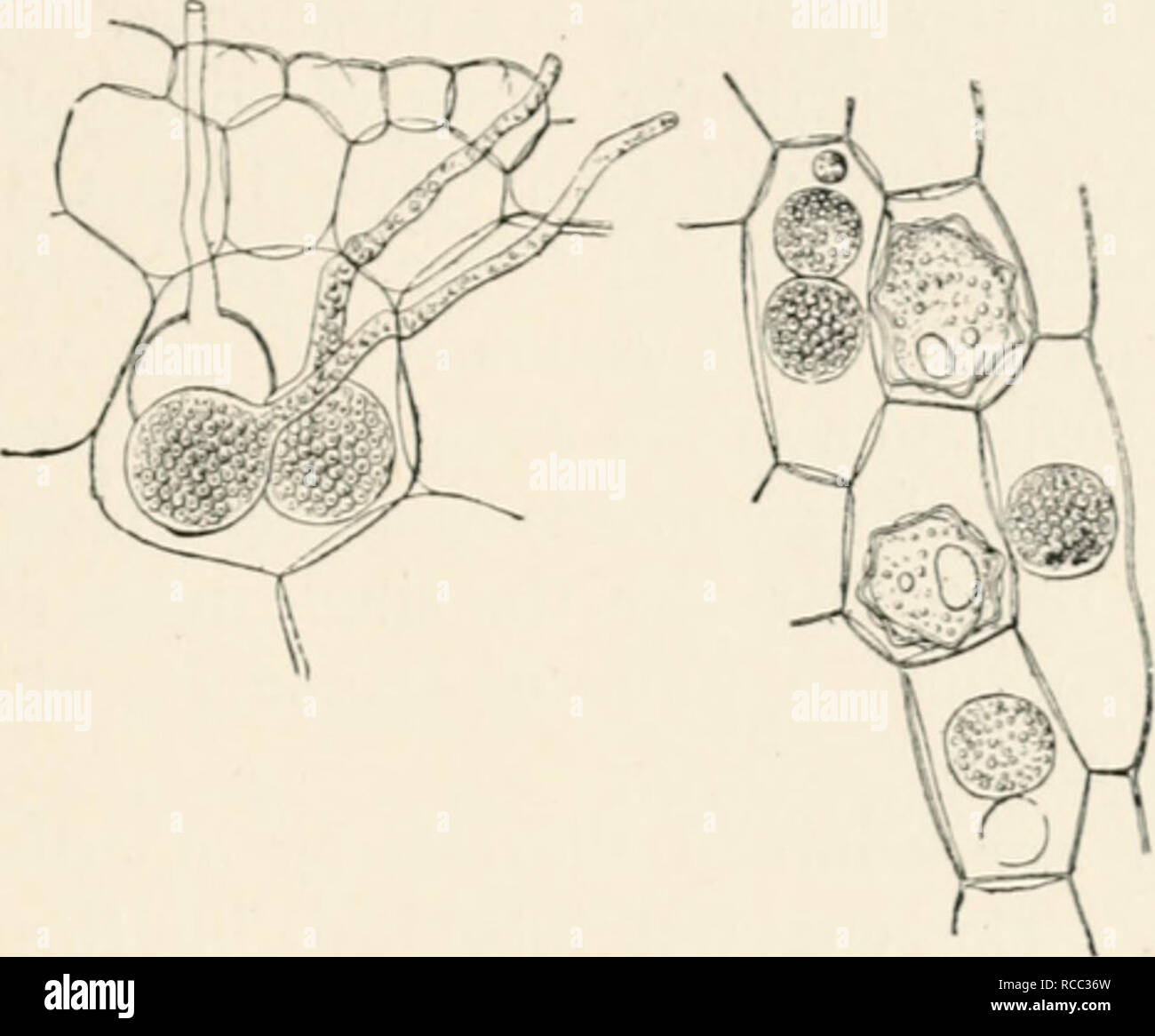 . Diseases of plants induced by cryptogamuc parasites; introduction to ...